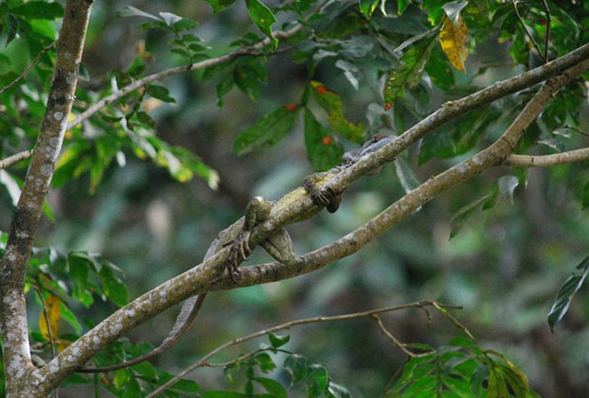 Panama, Day 7- Canopy Tower - wired2theworld