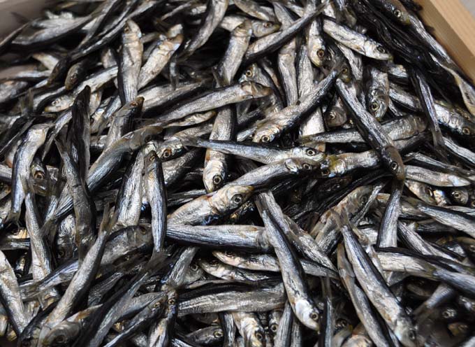 A Tale of Two Breakfasts in Tokyo's Tsukiji Fish Market - wired2theworld