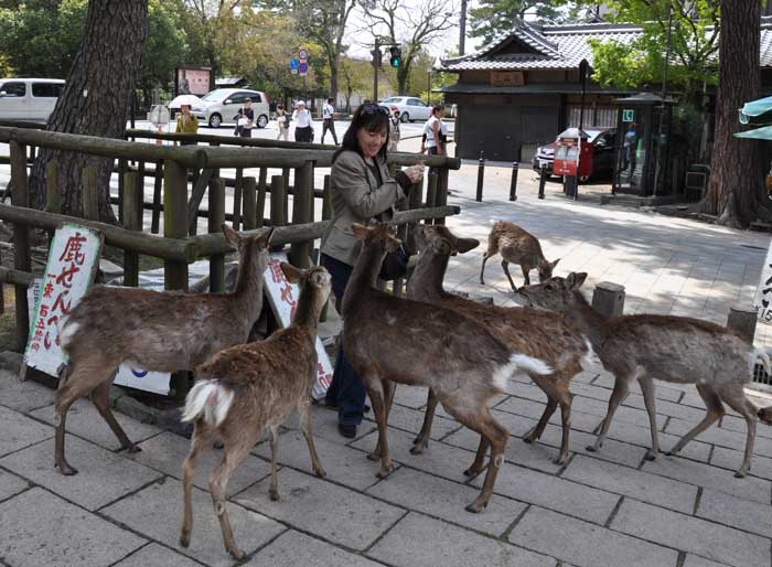 Nara Japan; Sacred Deer, Todai-ji Temple and Lunch in a Bus Station ...
