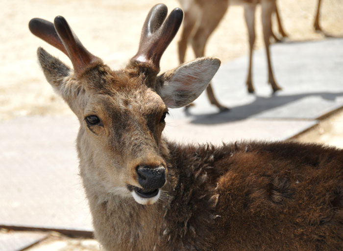 Nara Japan; Sacred Deer, Todai-ji Temple and Lunch in a Bus Station ...