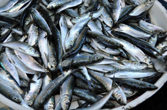 Naples Porta Nolana Fish Market and Piazza Dante Farmer's Market ...