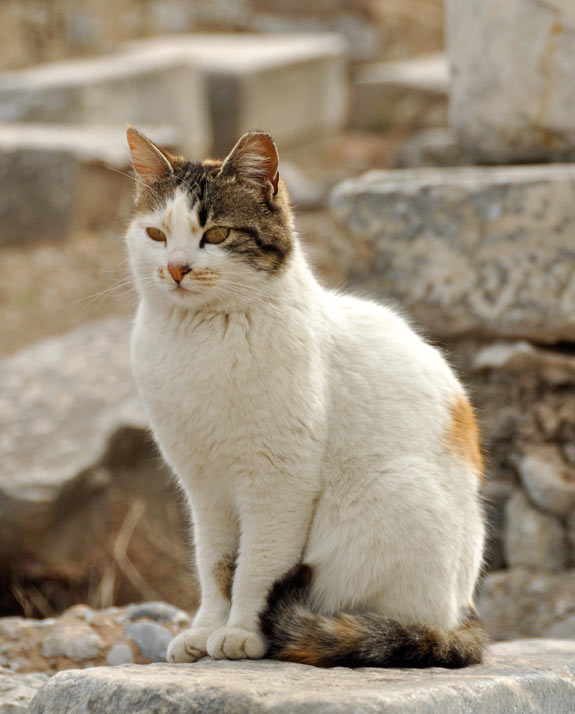 The Cats of Turkey - wired2theworld
