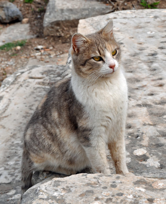 The Cats of Turkey - wired2theworld