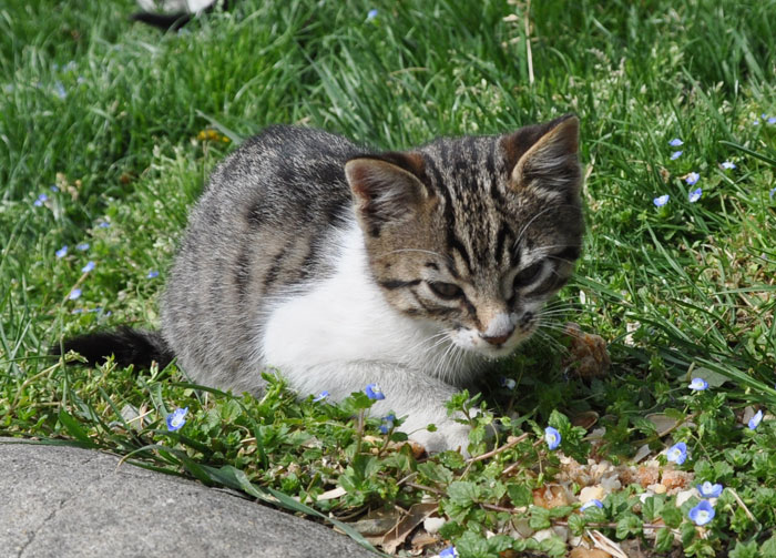 The Cats of Turkey - wired2theworld