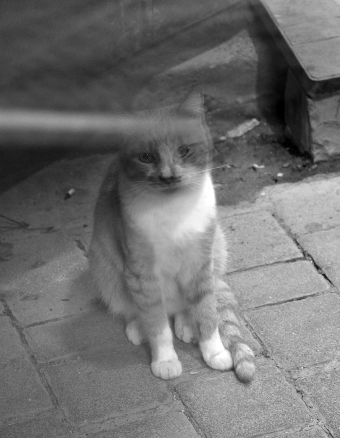 The Cats of Morocco - wired2theworld