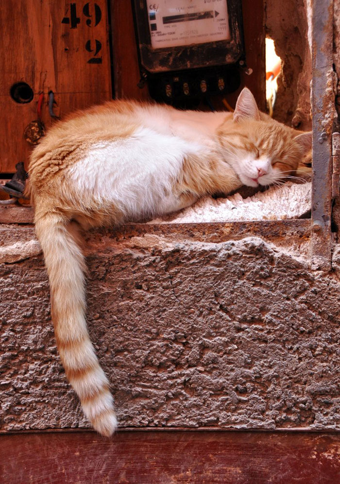 The Cats of Morocco - wired2theworld