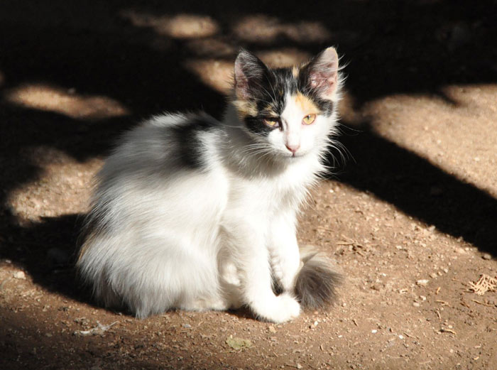 The Cats of Morocco - wired2theworld