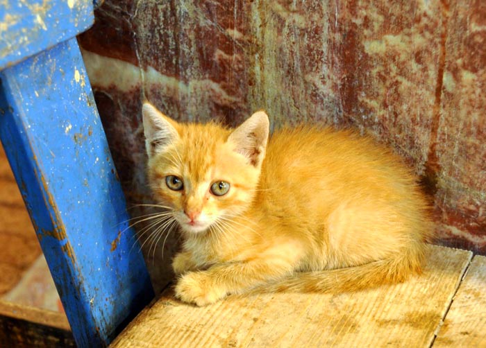 The Cats of Morocco – wired2theworld