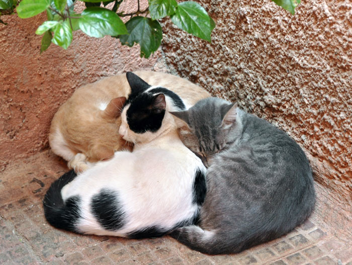 The Cats of Morocco - wired2theworld