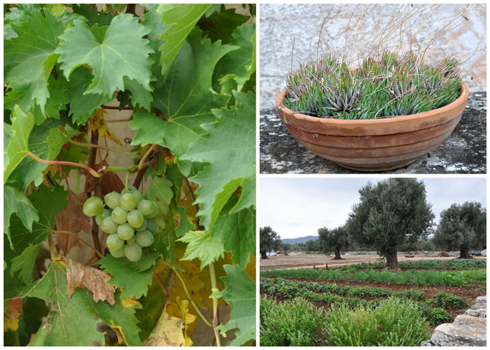 Masseria Salamina-Agritourismo Hotel in Puglia, Italy - wired2theworld