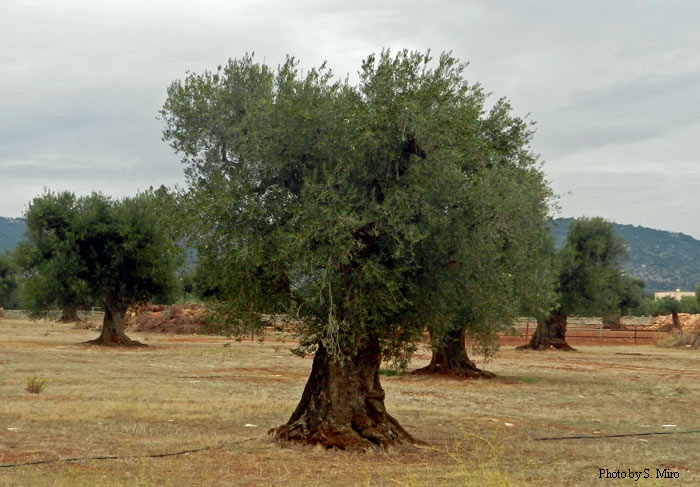 Masseria Salamina-Agritourismo Hotel in Puglia, Italy - wired2theworld