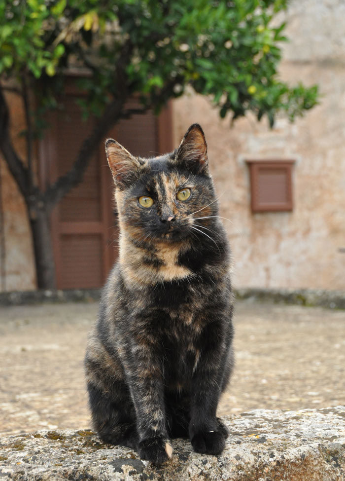 Masseria Salamina-Agritourismo Hotel in Puglia, Italy - wired2theworld