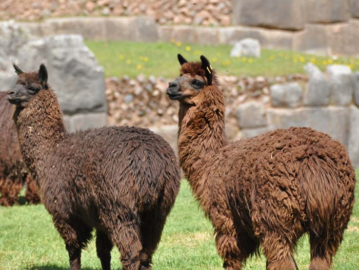 The Road from the Sacred Valley to Cusco; Llamas And Stones ...