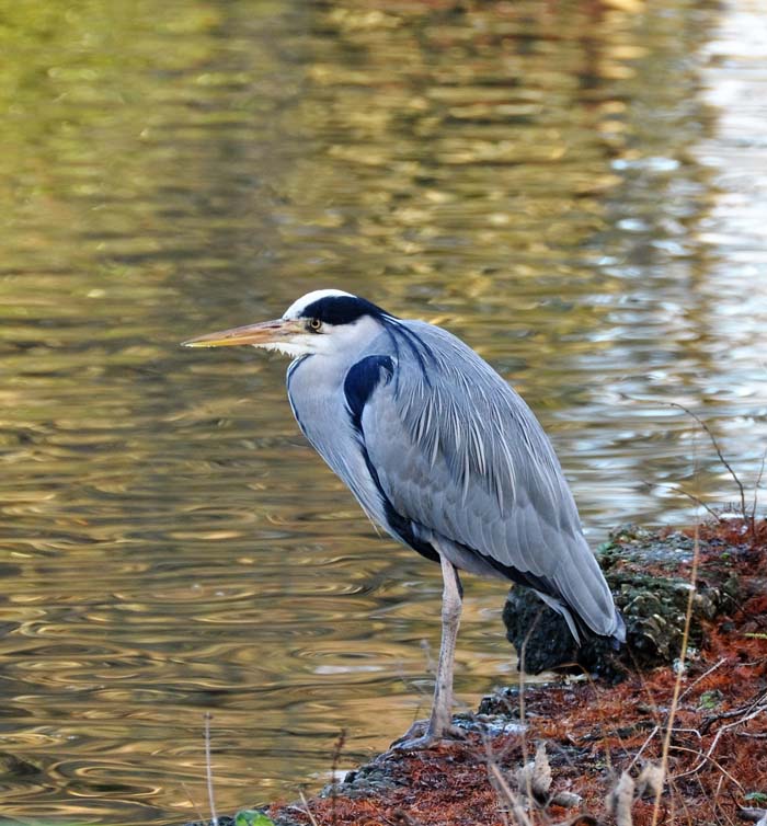 Chiswick, London - wired2theworld